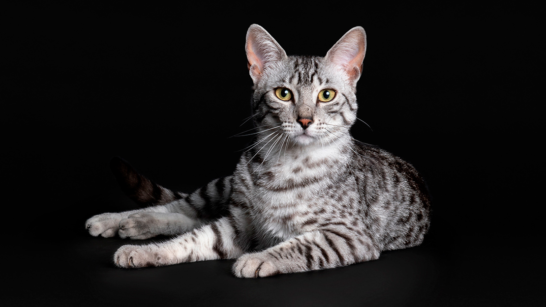 Veterinary Diets Feline CN Convalescence™ PRO PLAN® | Purina